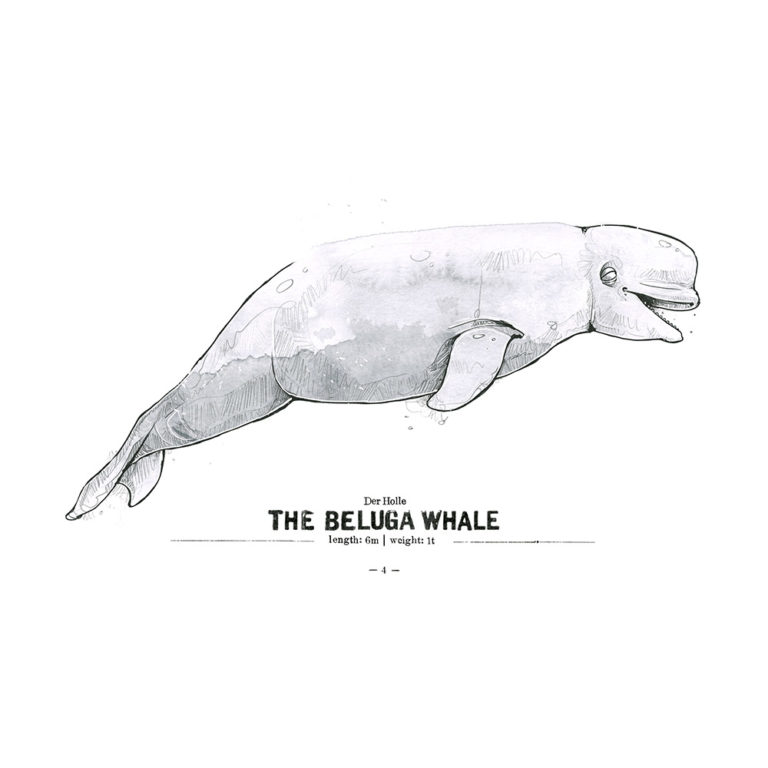 Illustration: Beluga - Matthias Holländer - Illustrator aus Bonn